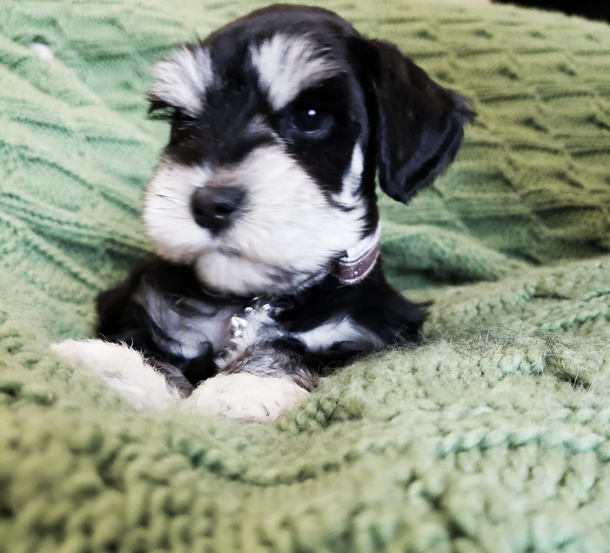 Gallery - Happy Beard Schnauzers