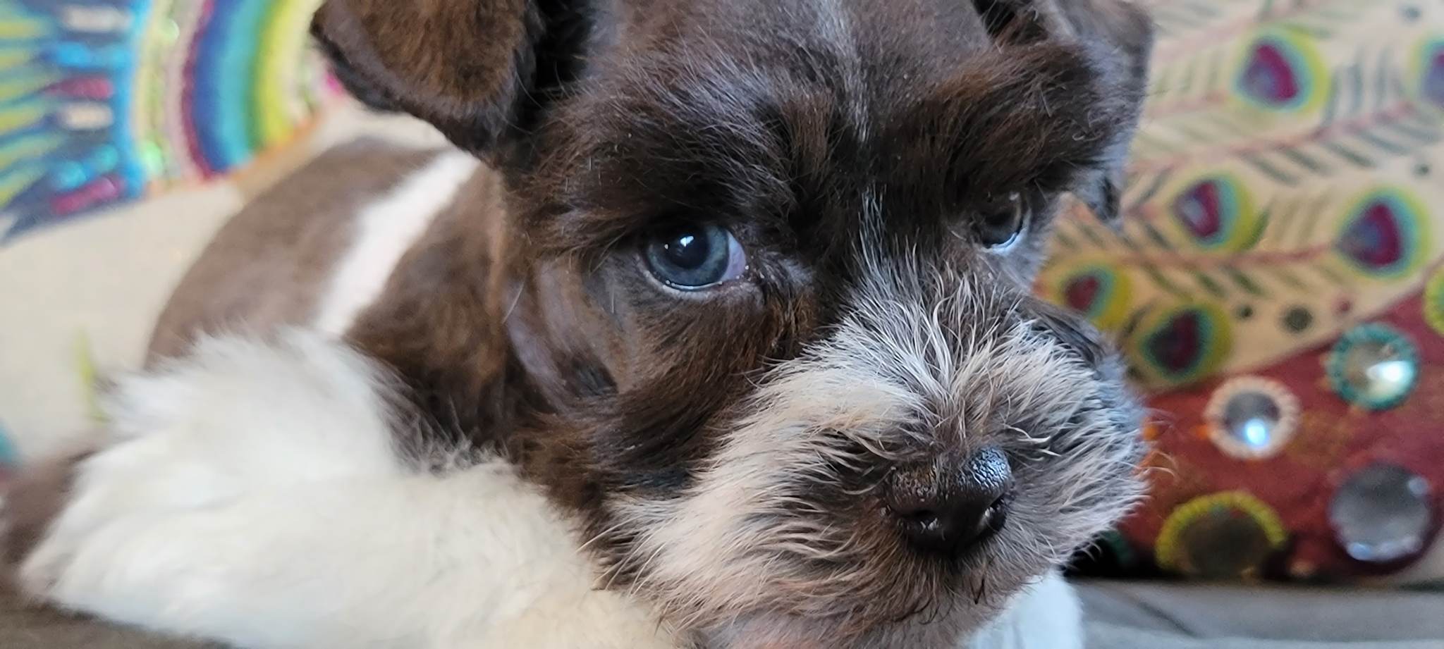Gallery - Happy Beard Schnauzers