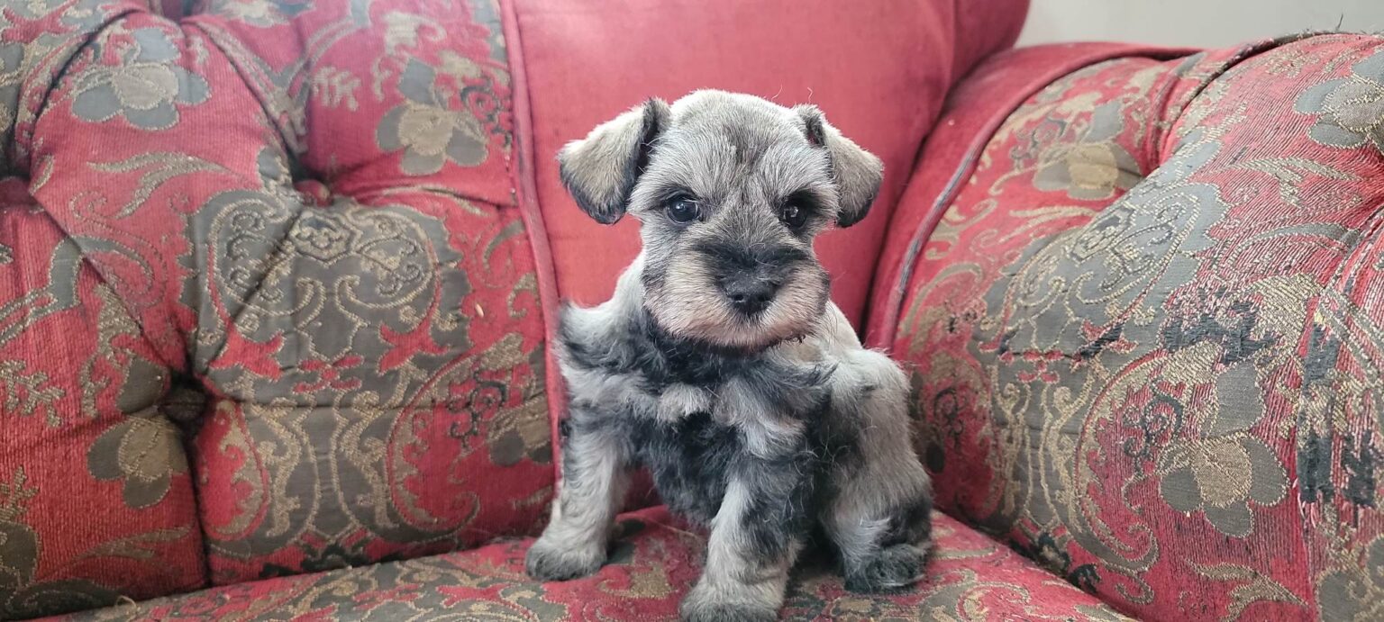 Gallery - Happy Beard Schnauzers