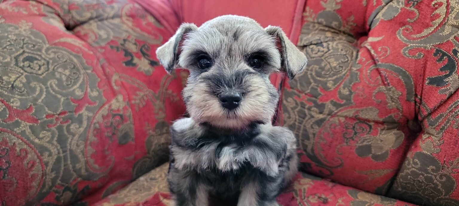 Gallery - Happy Beard Schnauzers