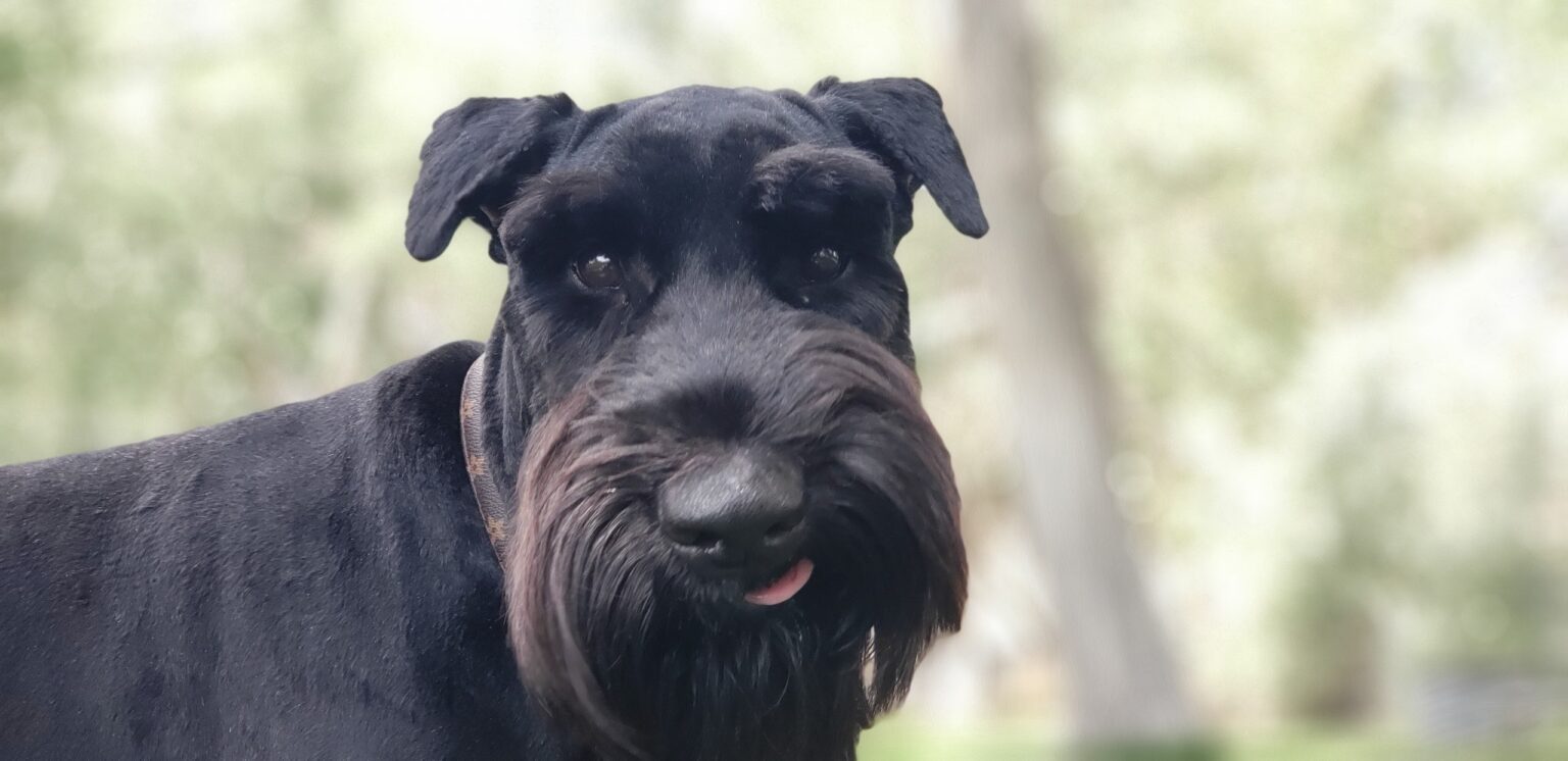 Gallery - Happy Beard Schnauzers